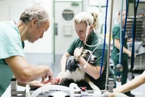Hayvanlar için cenaze hizmetleri Lucik, Kolomna, foto