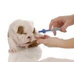 MVDr. Michal Vítek, MVDr. Jiří Kunc (Jihomoravský kraj, Breclav, Hustopece), petshop  Güney Moravya Bölgesi'nden