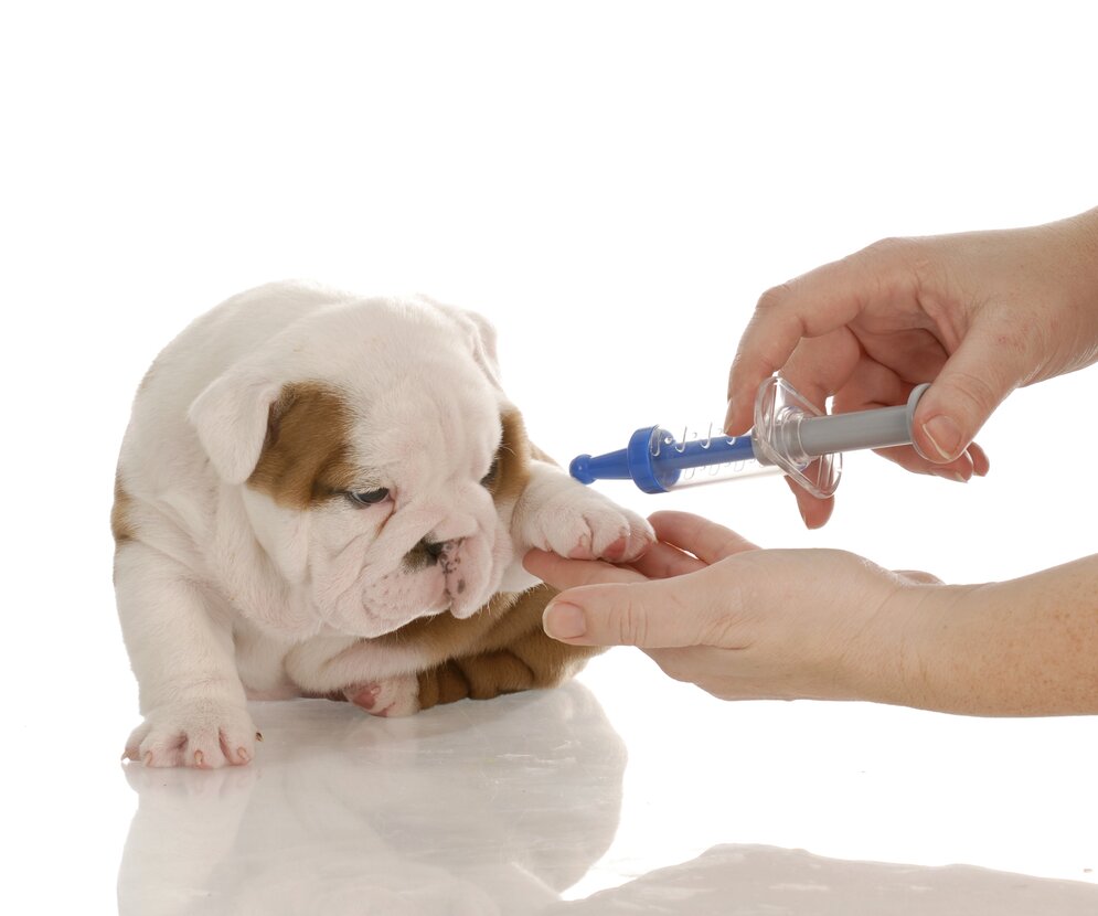 Petshop MVDr. Michal Vítek, MVDr. Jiří Kunc, Güney Moravya Bölgesi, foto