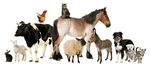 Dierenartsenpraktijk Peize (Hoofdstraat No:9, Peize), veteriner klinikleri  Drenthe'den