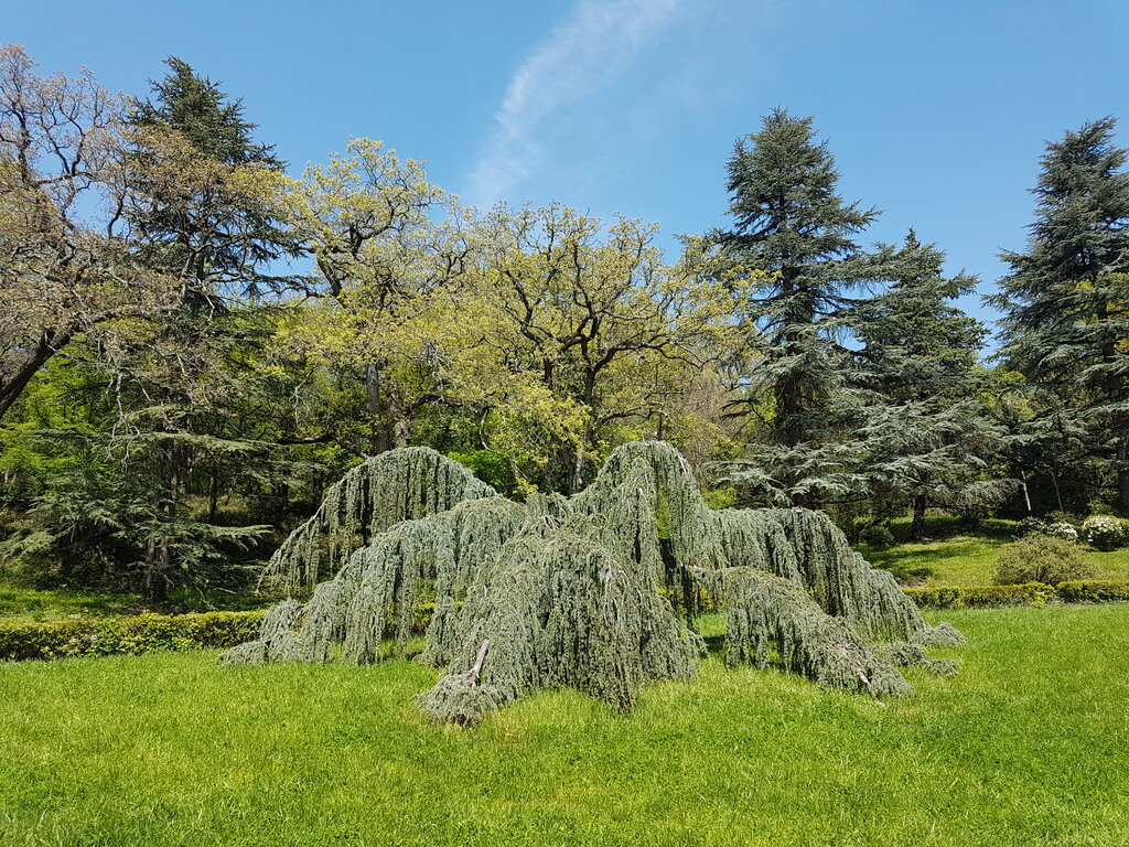 Turistik yerler Atlas Weeping Cedar, Yalta, foto