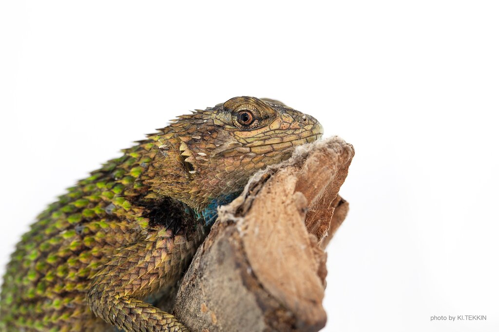 Antikafe Дом Рептилий, Moskova, foto