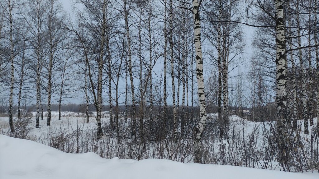 Doğa Крестовский карьер, Yaroslavl, foto