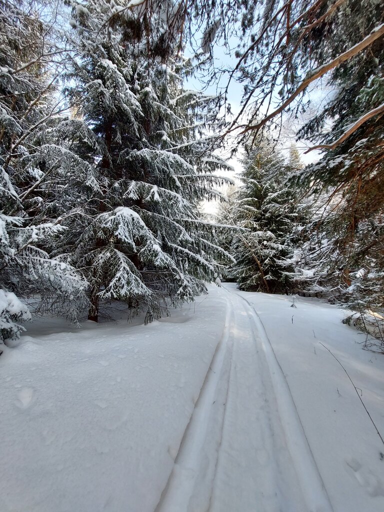 Doğa Сосна любви, Altayski krayı, foto