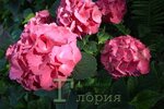 Глория (Oryol Region, Andriabuzhskiy lesopark), sera ve bahçe ürünleri  Orel'den