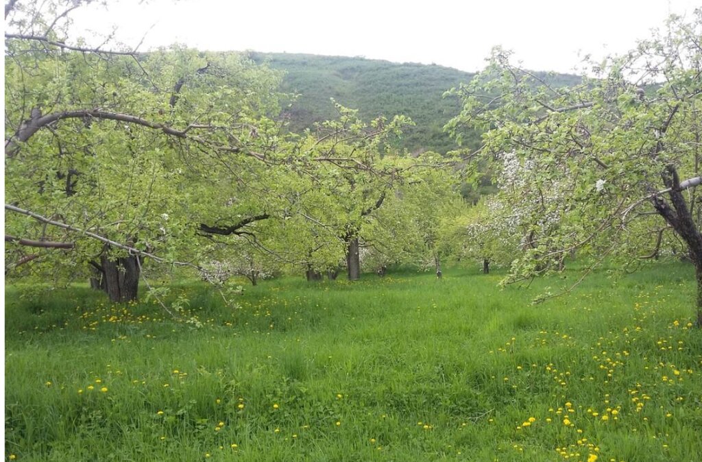 Gıda üreticileri Livada, Almatı eyaleti, foto