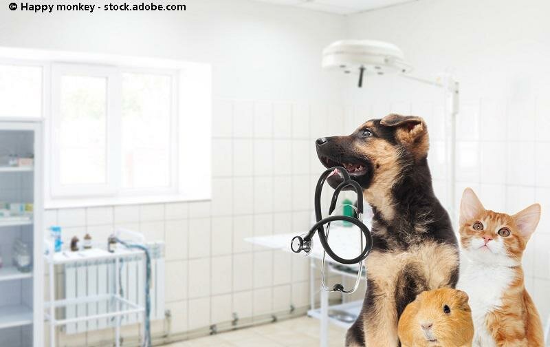 Veteriner klinikleri Tierarztpraxis am Marktplatz, Bavyera, foto
