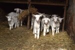 Личное Подсобное Хозяйство Оганесян (Sovetskaya ulitsa No:83, selo Yelenovskoye), hayvancılık  Adıge Cumhuriyeti'nden