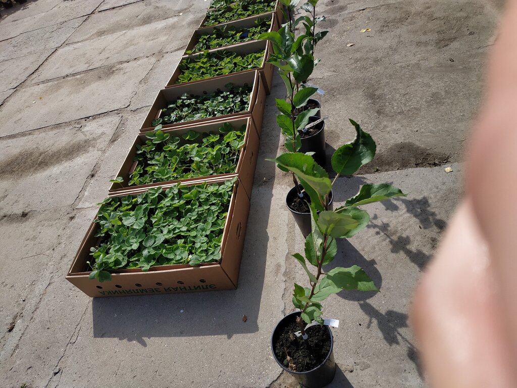 Sera ve bahçe ürünleri СЦ Северин, Kostroma, foto