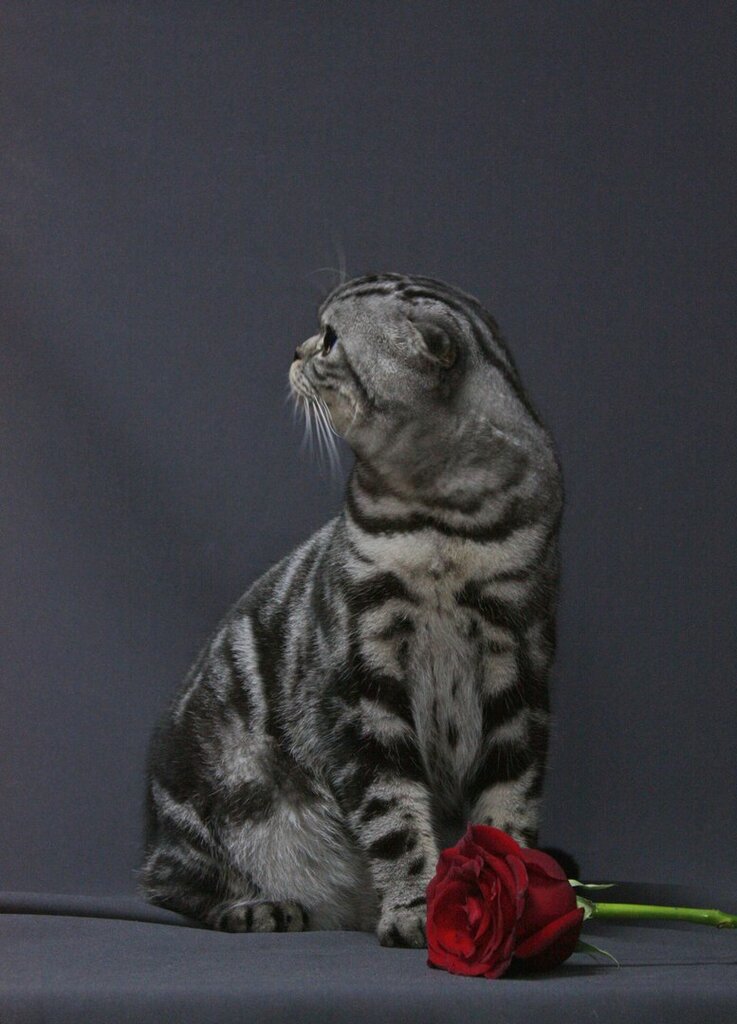 Evcil hayvan kuaförleri Kotenka, Gomelskaya oblastı, foto