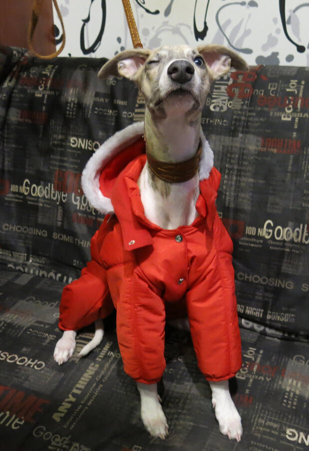 Petshop 2kakadu.by, Minsk, foto