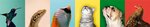 Kerner For Fit Animals (Boerhaaveplein No:2), petshop  Stede Broec'tan