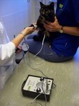 Dierenartspraktijk Nw Friesland (Friesland, Franekeradeel, Het Want, 4), veteriner klinikleri  Friesland'dan