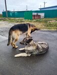 Priyut dlya zhivotnykh (Obyezdnaya ulitsa No:4, selo Stolbishche), hayvan barınakları, kulüpleri ve otelleri  Tataristan'dan
