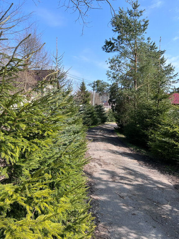 Kültür ve eğlence parkları Fürstenwald Park, Kaliningrad, foto
