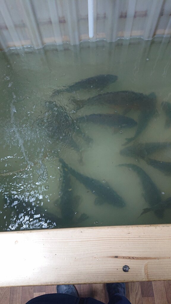 Balık ve deniz ürünleri Шолохово рыба, Moskova ve Moskovskaya oblastı, foto