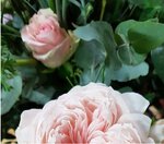 Luciano Vinciguerra flower artist (Campania, Caserta, Aversa, Sant' Antimo, Via Pier Paolo Pasolini), çiçek teslimatı