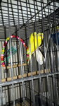 Efsane Pet Shop (İstanbul, Avcılar, Tahtakale Mah., Okul Yolu Cad., 19/1B), petshop  İstanbul'dan