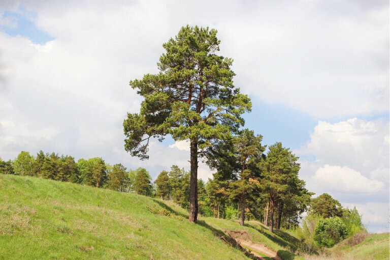 Bahçe Шишкинский сад, Riazanskaya oblastı, foto