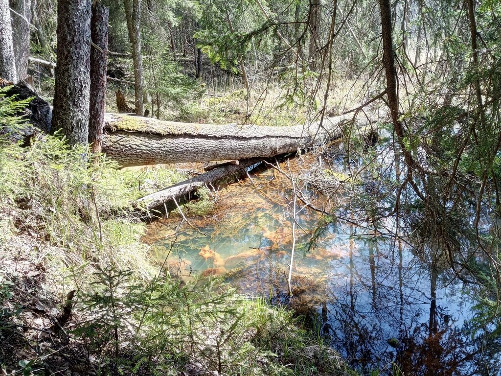 Doğa Корповские пещеры, Saint‑Petersburg ve Leningradskaya oblastı, foto