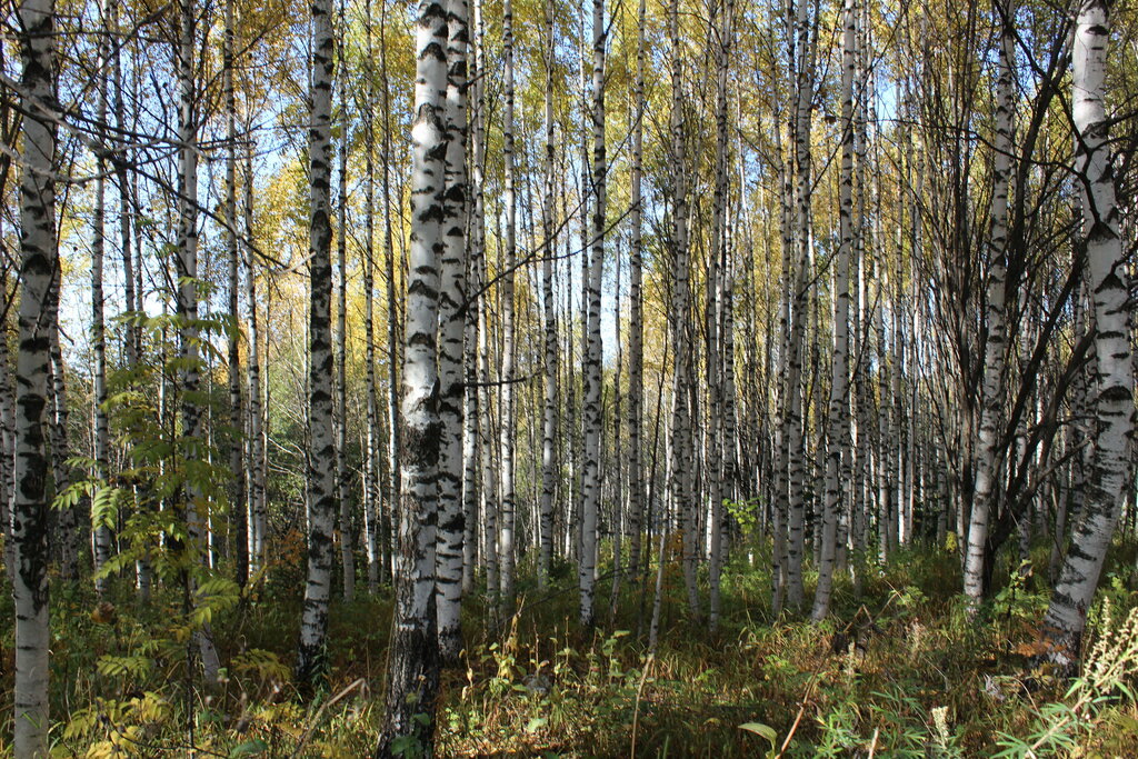 Dağ zirvesi Гора Кыстыгыр 610 метров, , foto