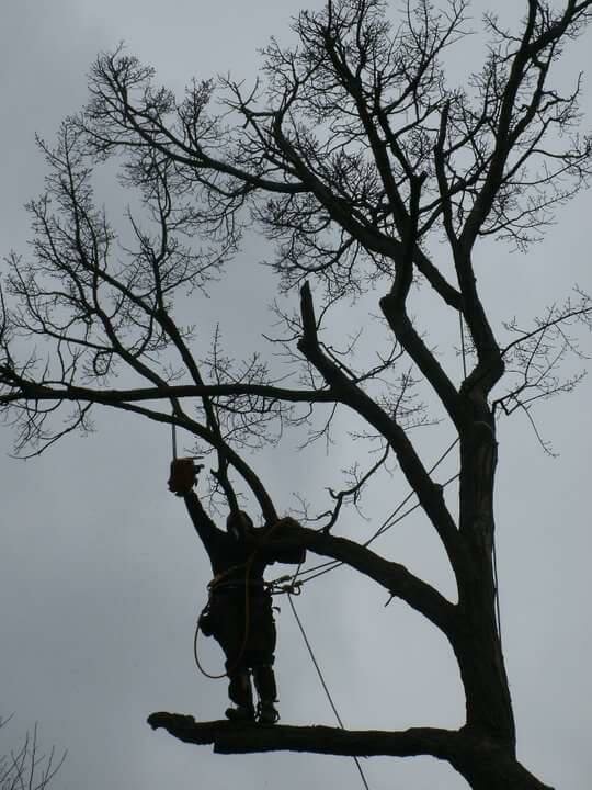Bahçe ekipmanları ve teknolojileri ArborJacks Tree Service, Kentucky, foto