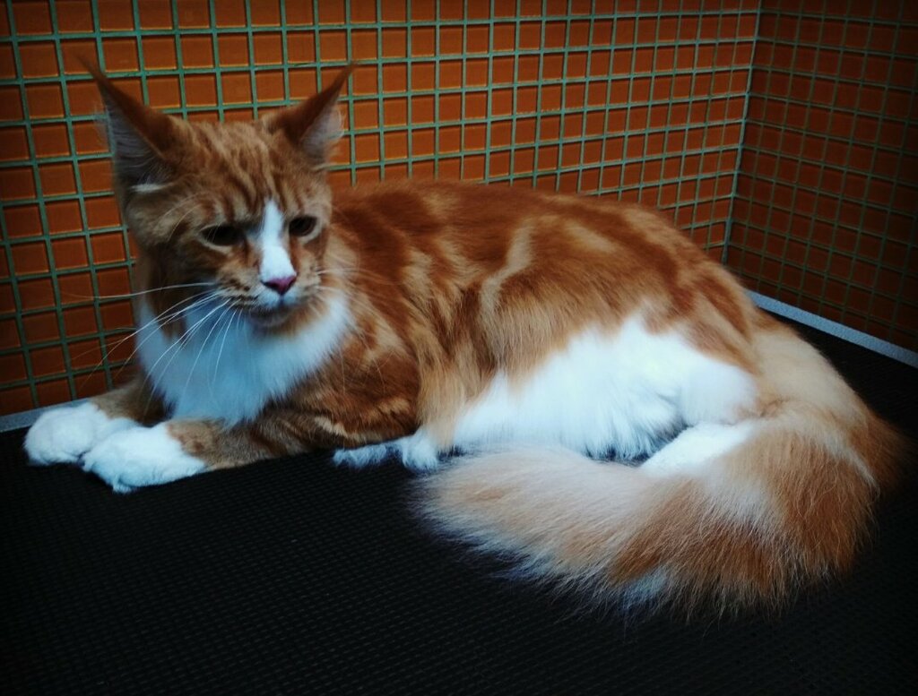 Evcil hayvan kuaförleri GroomservicE, Puşkin, foto