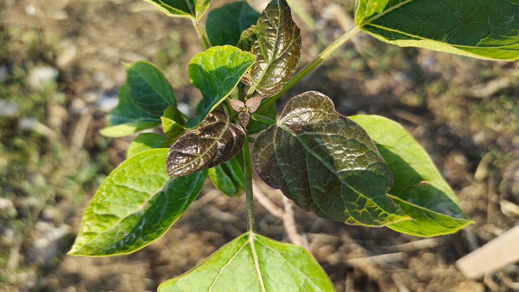 Fidan yetiştiriciliği Счастливый-Сад, Kırım Cumhuriyeti, foto