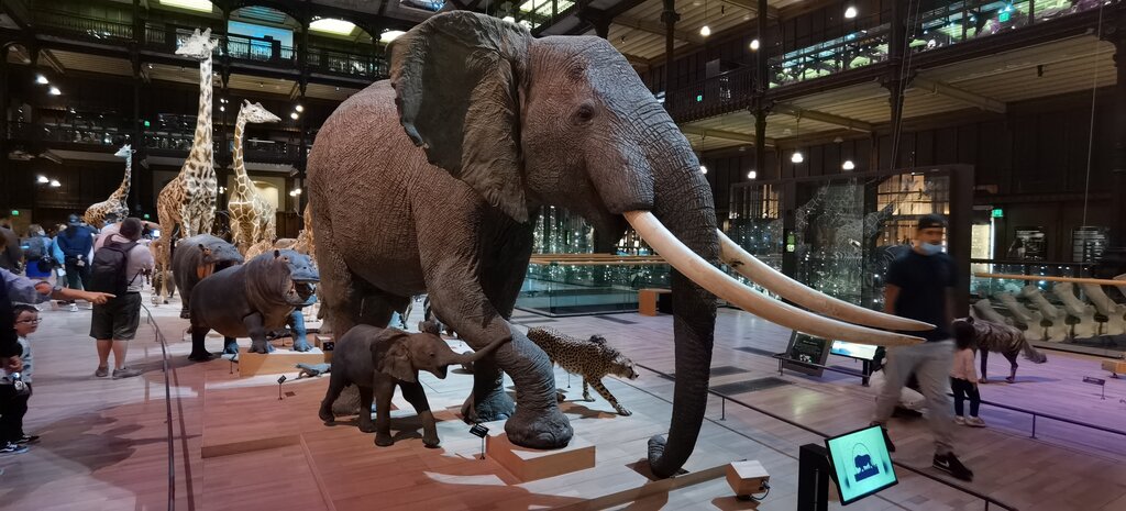 Müzeler ve sanat galerileri Grande Galerie de l'Evolution, Paris, foto