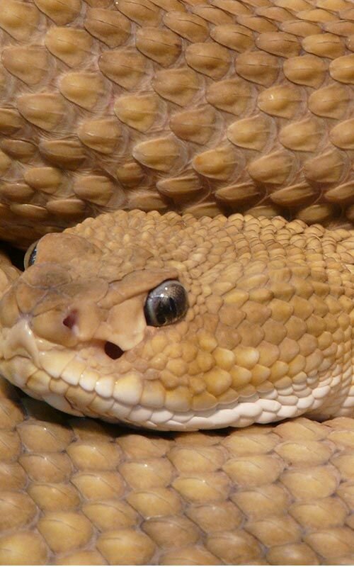 Haşere ilaçlama firmaları Animal Experts, Inc, Arizona Eyaleti, foto