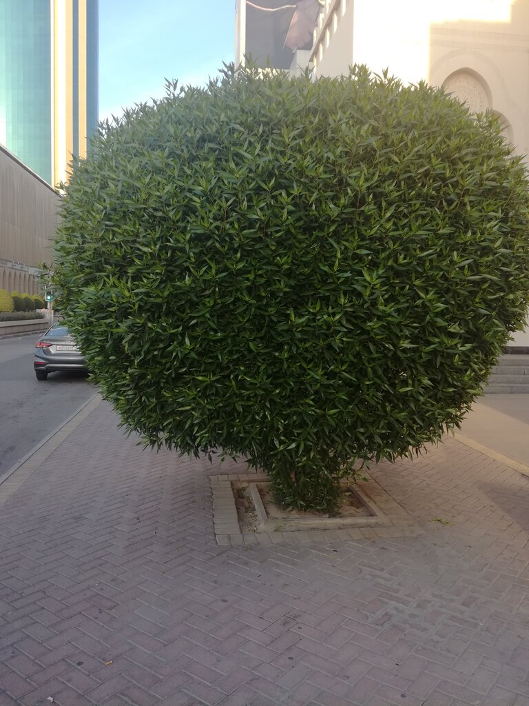 Kafe KFC, Manama, foto