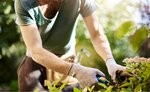 ElleVerde Servizio di Giardinaggio (Sardinia, Sassari, Olbia, Via Monti), peyzaj tasarımı  Sardunya'dan