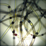 Stained Glass Studio Belaoki Glass (Kazlova Street No:2), vitray firmaları  Minsk'ten