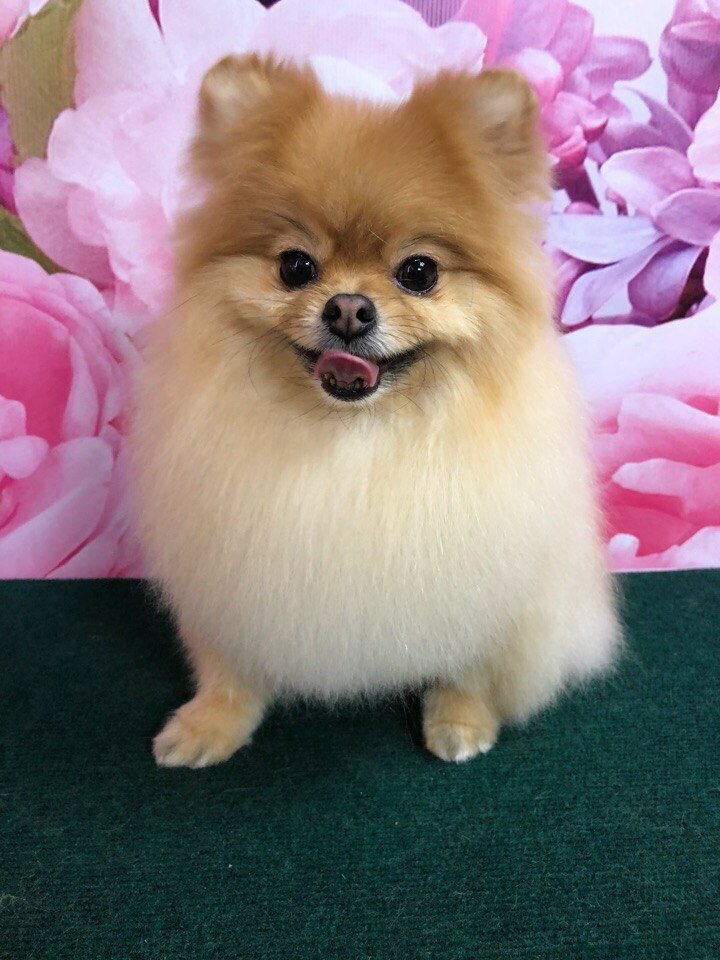 Evcil hayvan kuaförleri Grooming salon York, Kostroma, foto