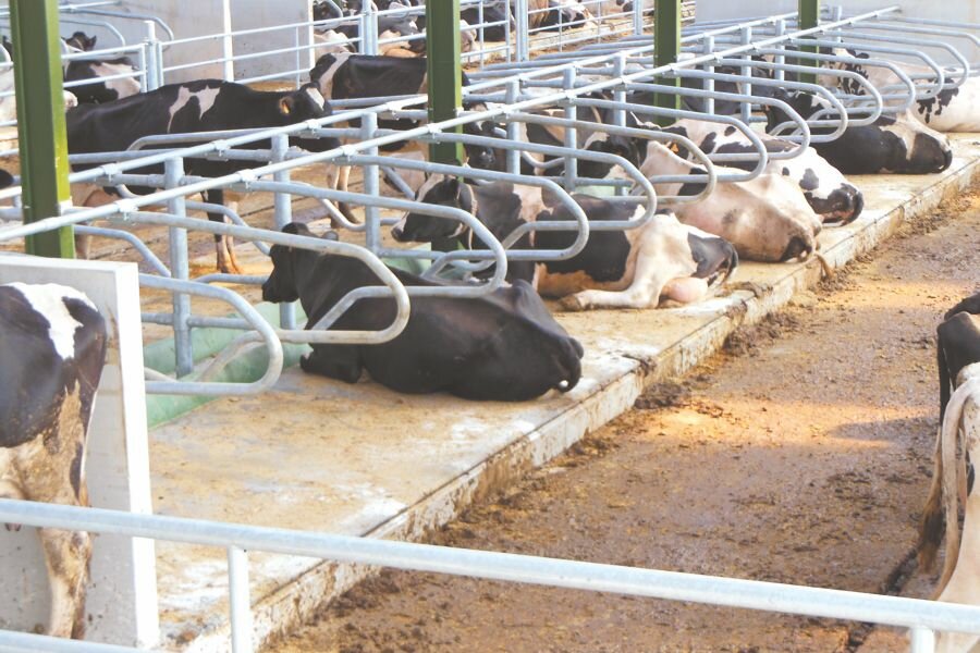 Yem ve yem katkı maddeleri VMT Service, Nijni Novgorod, foto