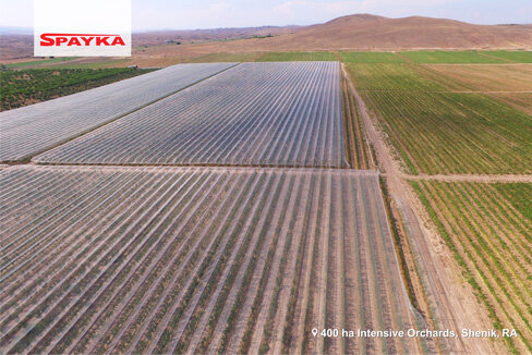 Tarım firmaları Spayka - Intensive Orchards, Shenik, Armavir, foto