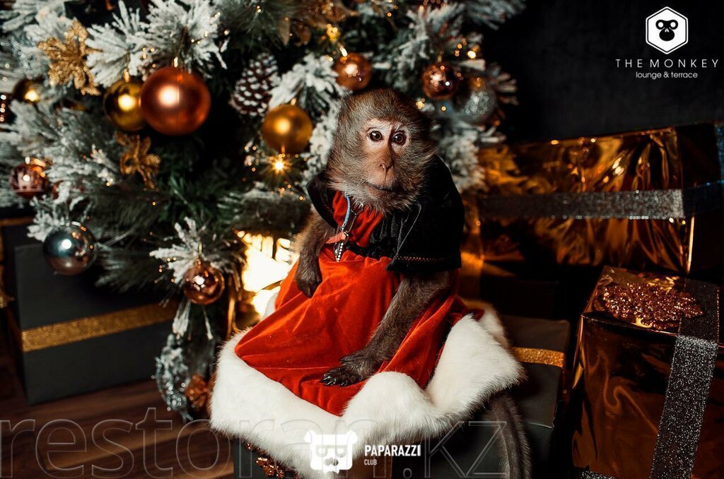 Restoran The Monkey, Almatı, foto