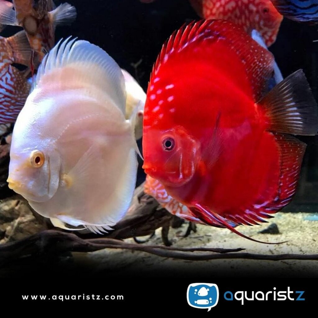 Petshop Zoo_Zoo, Khasavyurt, foto