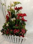Fioreria Fantasia (Apulia, Lecce, Via Duca D Aosta, 18), çiçek teslimatı  Teramo'dan