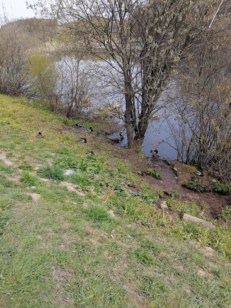 Kültür ve eğlence parkları Ermolinskiy Forest Park, Moskova ve Moskovskaya oblastı, foto