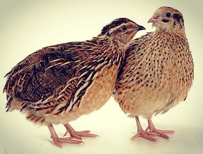 Hayvancılık Cecar-Perepel, Saint‑Petersburg ve Leningradskaya oblastı, foto