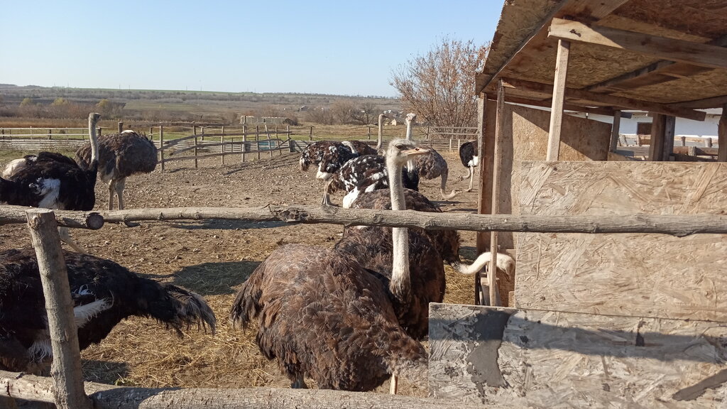 Hayvanat bahçeleri Страусиная ферма, Lugansk Bölgesi, foto