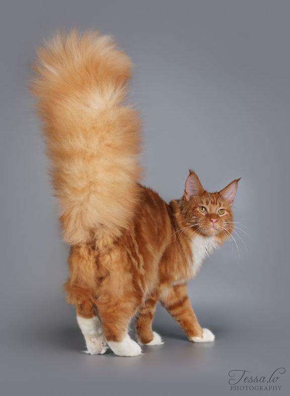 Evcil hayvan yetiştiricileri LeonilaCoon, Saint‑Petersburg, foto