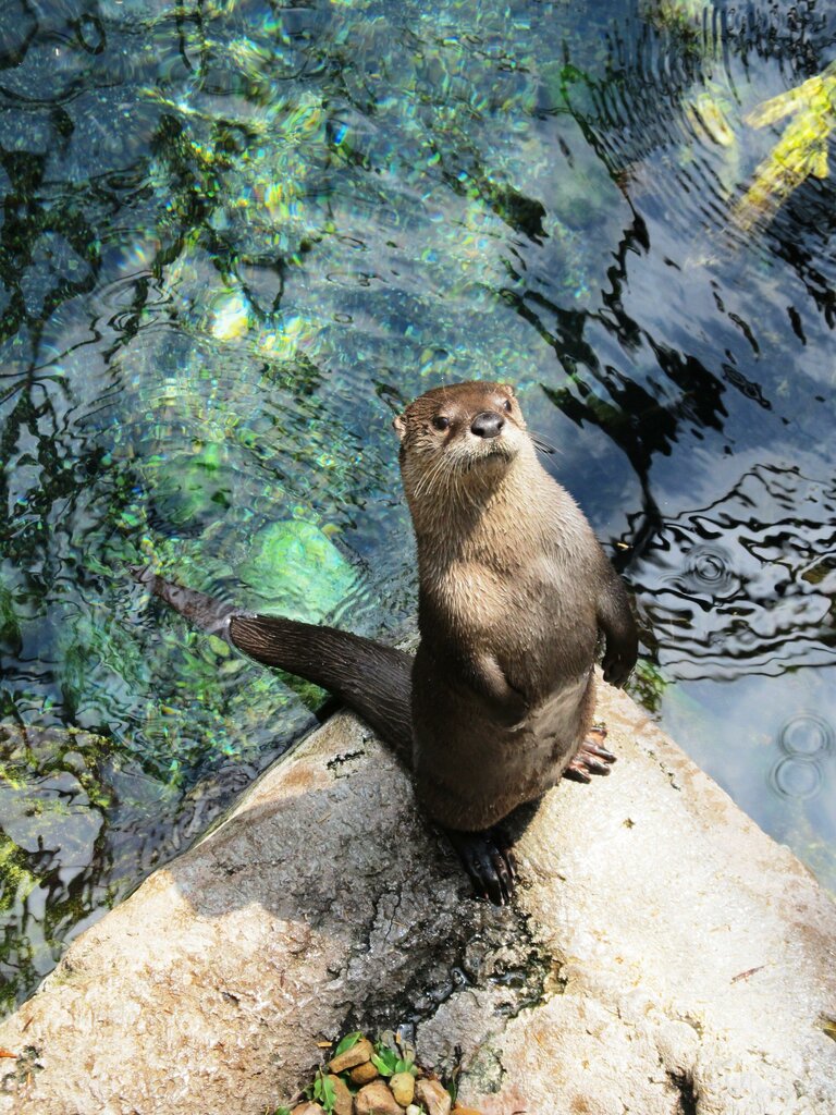 Su parkı Downtown Aquarium, Kolarado Eyaleti, foto