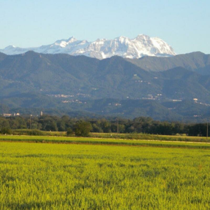 Market Riseria di Rovasenda - Tomasoni Riso, Piyemonte, foto