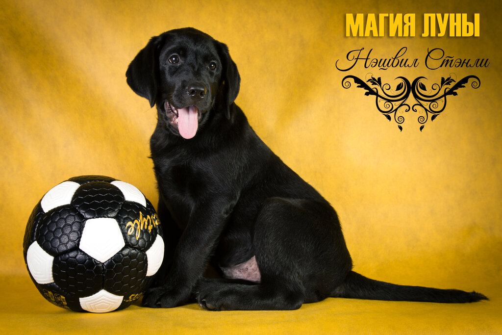 Evcil hayvan yetiştiricileri Магия Луны, İvanovo, foto