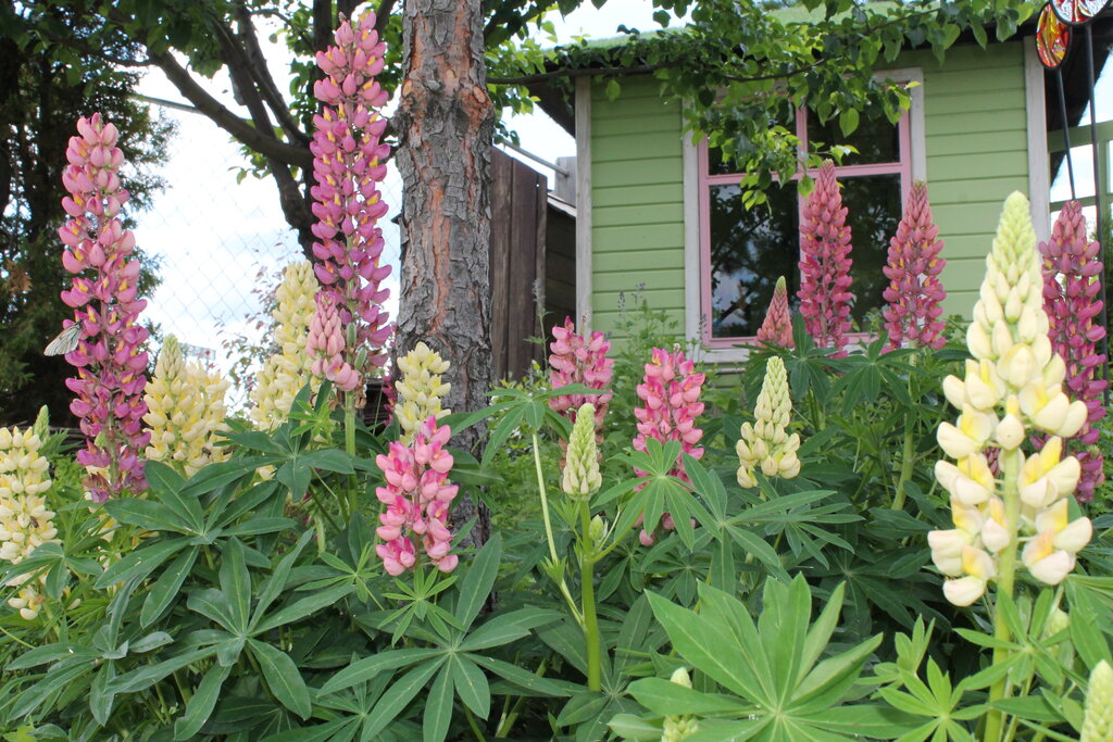 Tasarım stüdyoları Dachnyj klub, Altayski krayı, foto