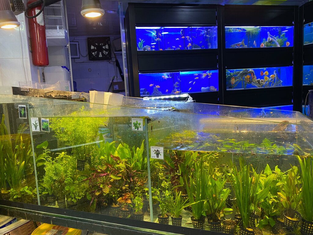 Petshop Aquazoo Ana, Katalonya, foto