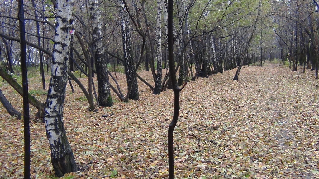 Doğa Липовая и березовые аллеи, Moskova, foto
