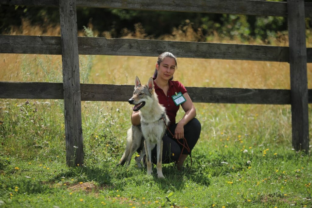 Hayvanat bahçesi merkezi Great Dog, Moskova ve Moskovskaya oblastı, foto